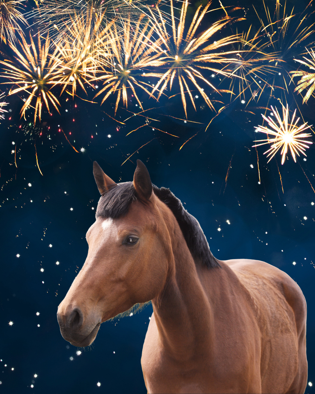 Silvester mit Pferd - Feuerwerk, Angst und was wirklich hilft – Votana ...